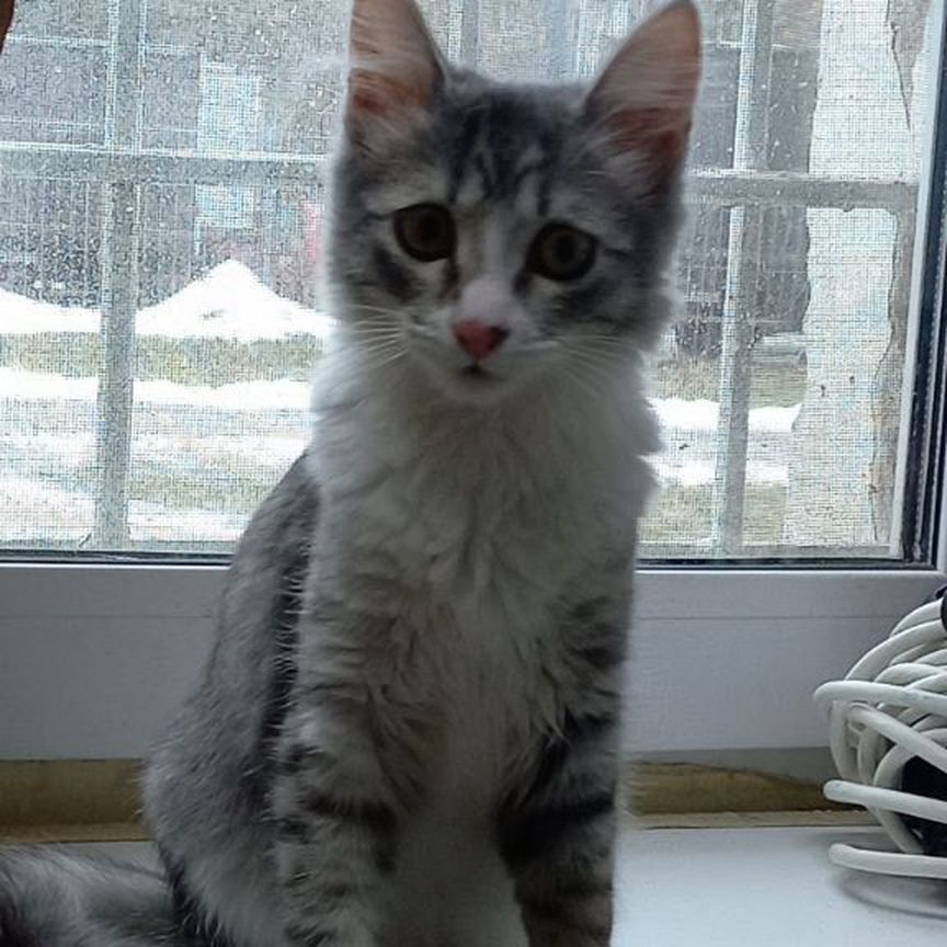 Кошки в добрые руки