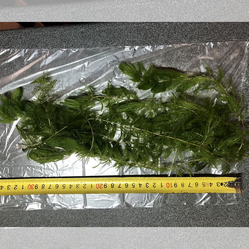 Роголистник для аквариума