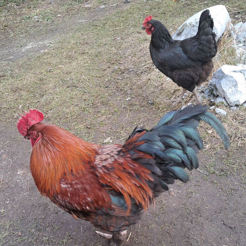 Яйца для инкубации кур несушек