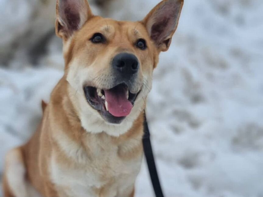 Бывшедомашний пёс в поиске дома