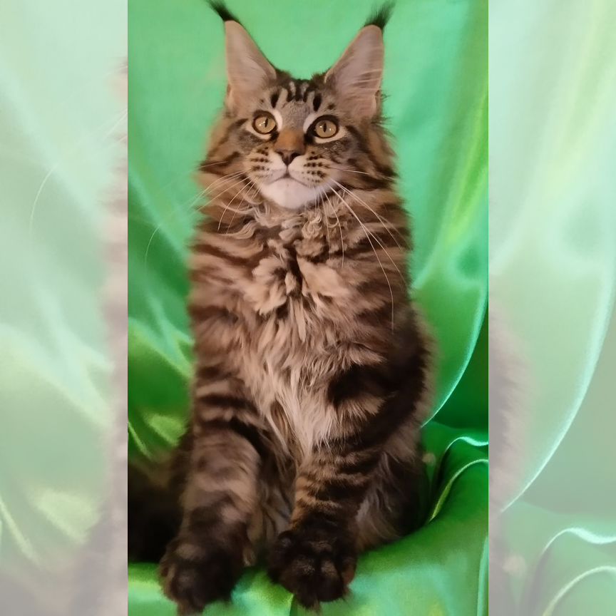 Мейн-кун котёнок