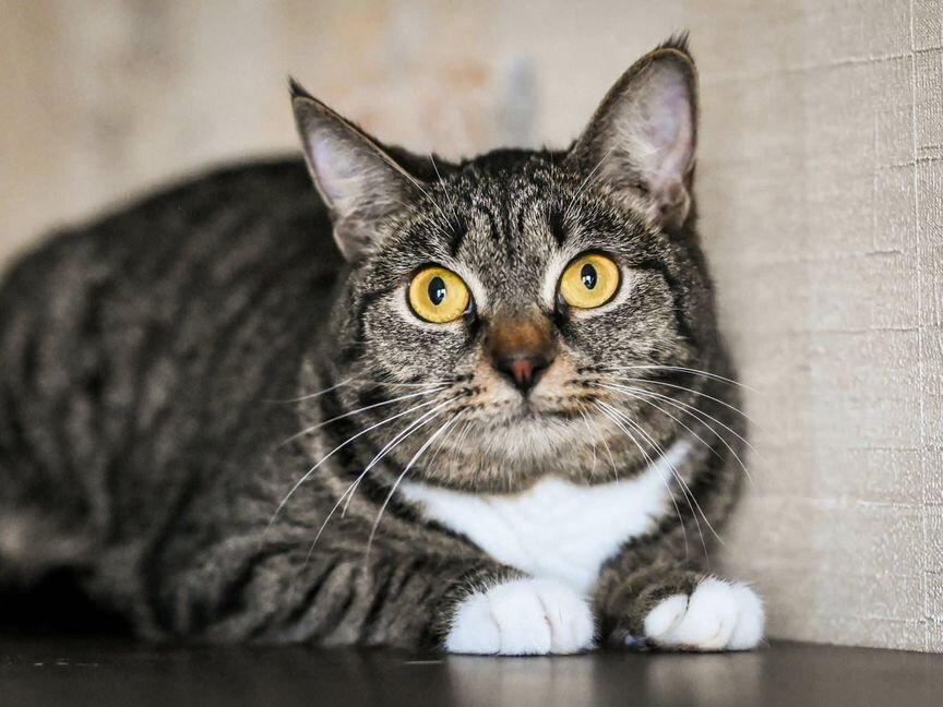 Милая кошечка Кики в самые ласковые руки