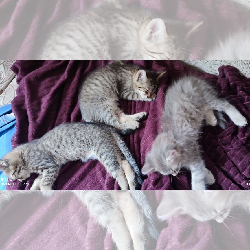 Котята в добрые руки