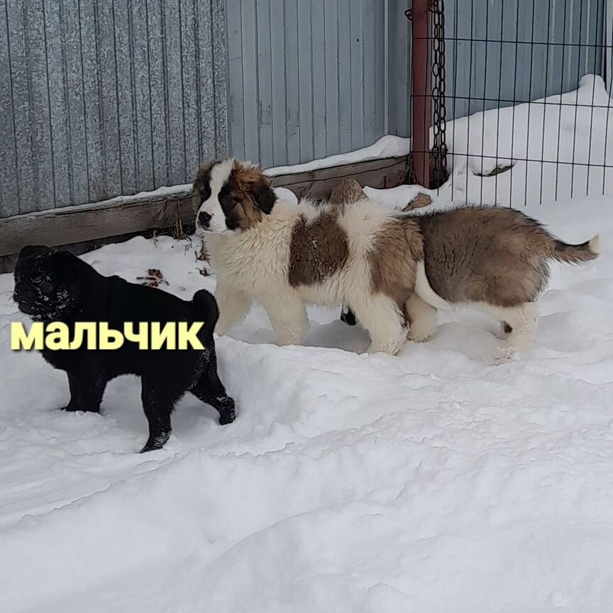 Московская сторожевая, щенок