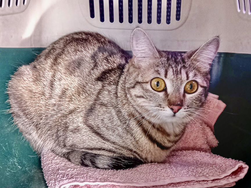 Европейская кошка