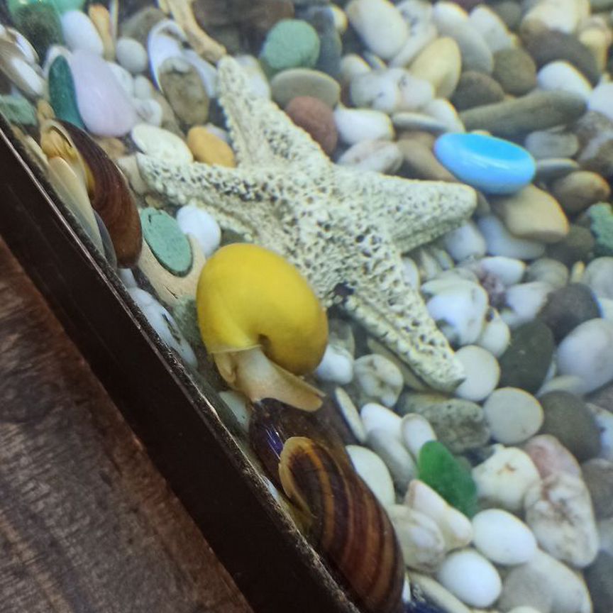 Ампулярии мелкие