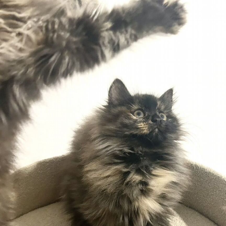 Шикарные котята