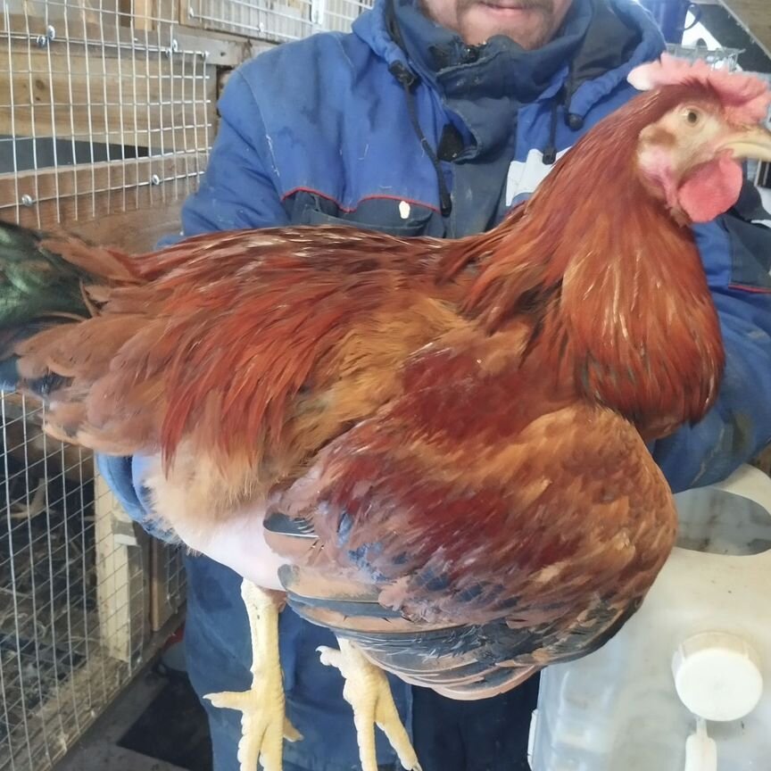 Молодые петушки