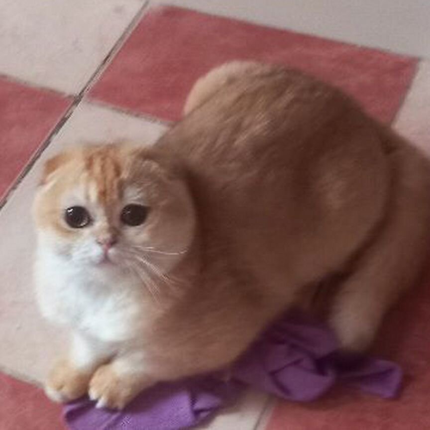 Шотландский котик золотая шиншилла