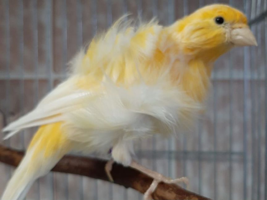 Канарейка фризе северо-голландская (курчавая)