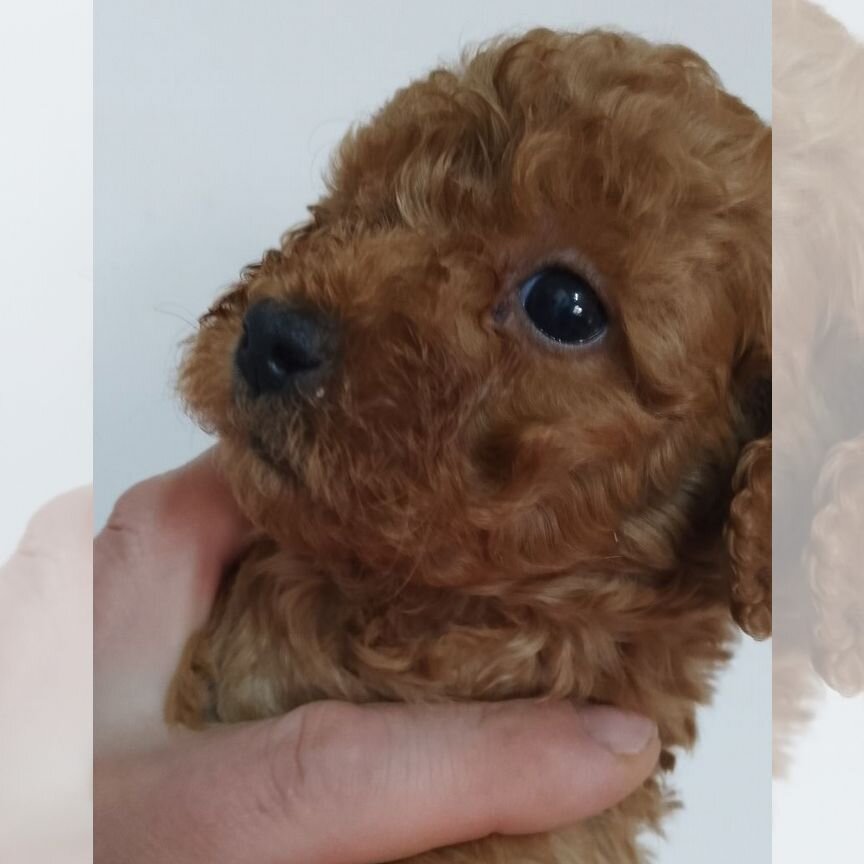 Пудель, щенок