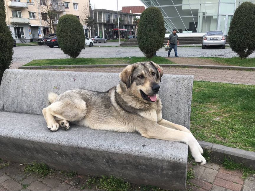 Кит ищет дом