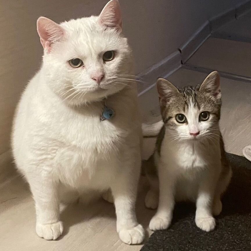 Котята в добрые руки