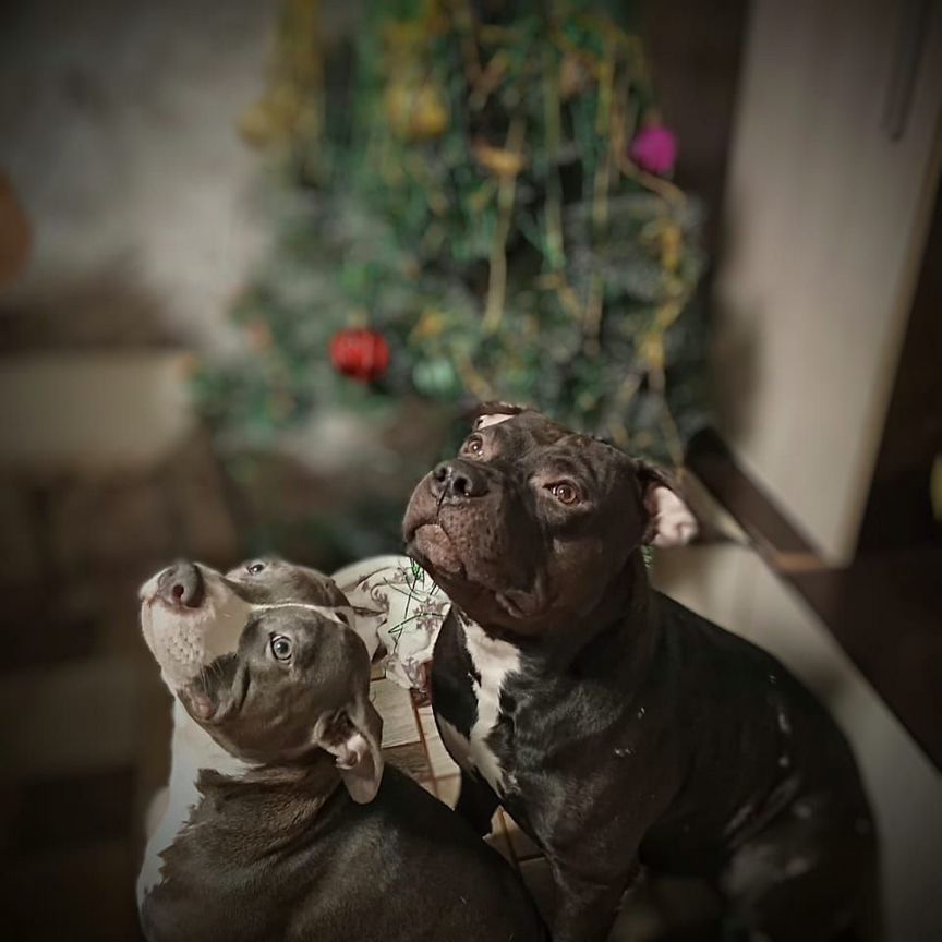 Амстафф годик