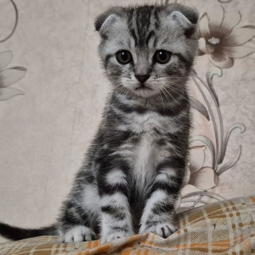Шотландский вислоухий короткошёрстный котёнок