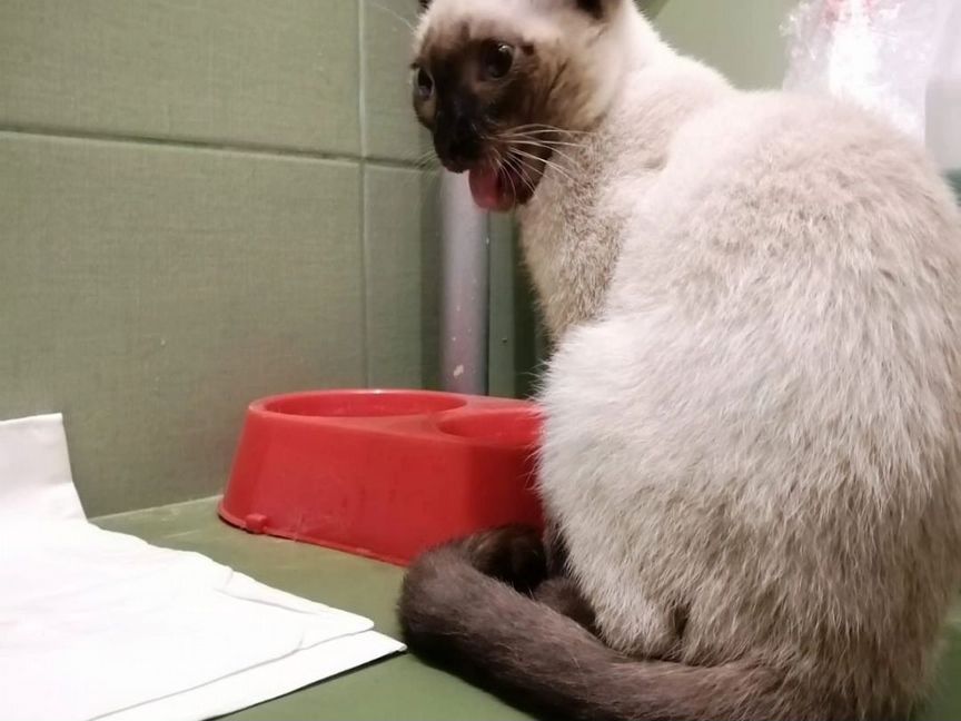 Котик хочет домой