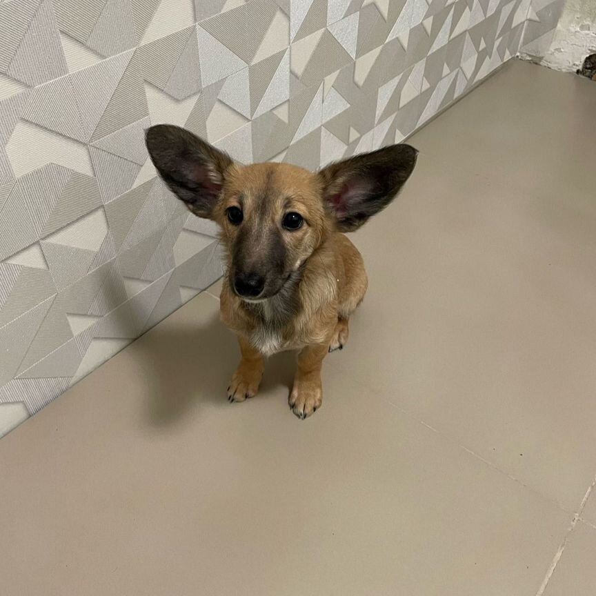 Щенок в добрые руки