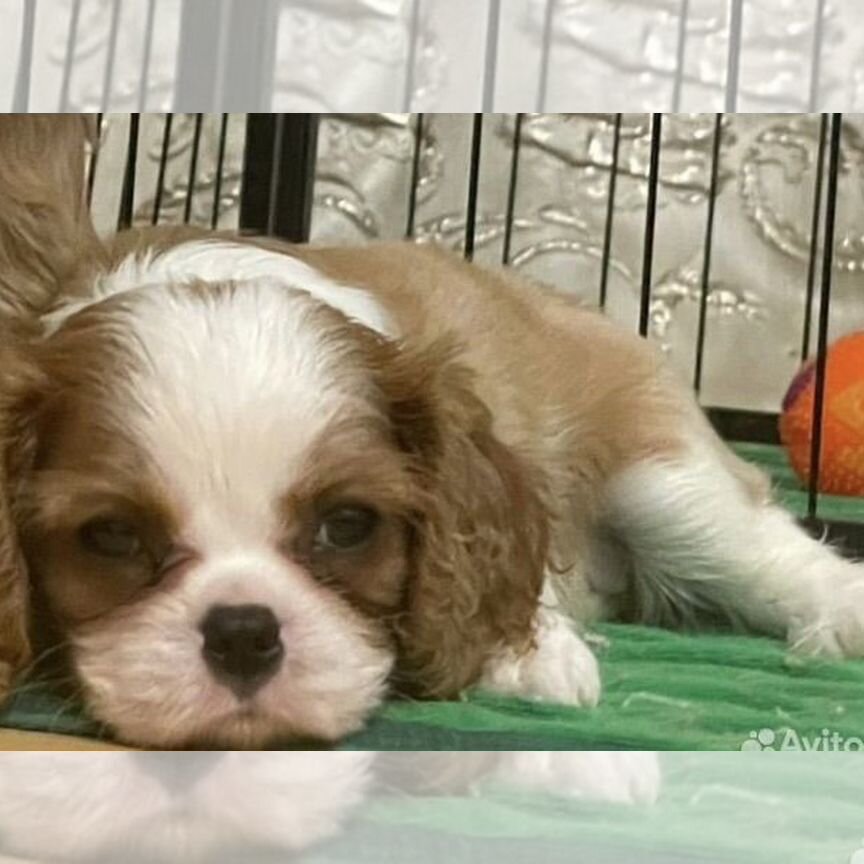 Кавалер кинг-чарльз-спаниель, щенок