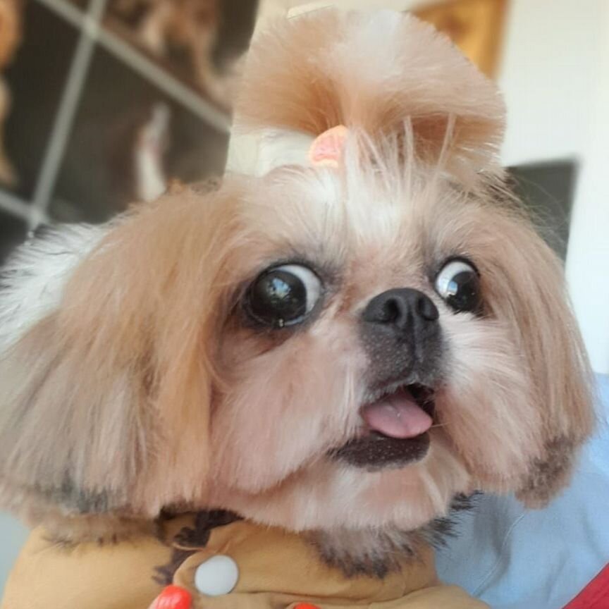 Ши-тцу, взрослая собака