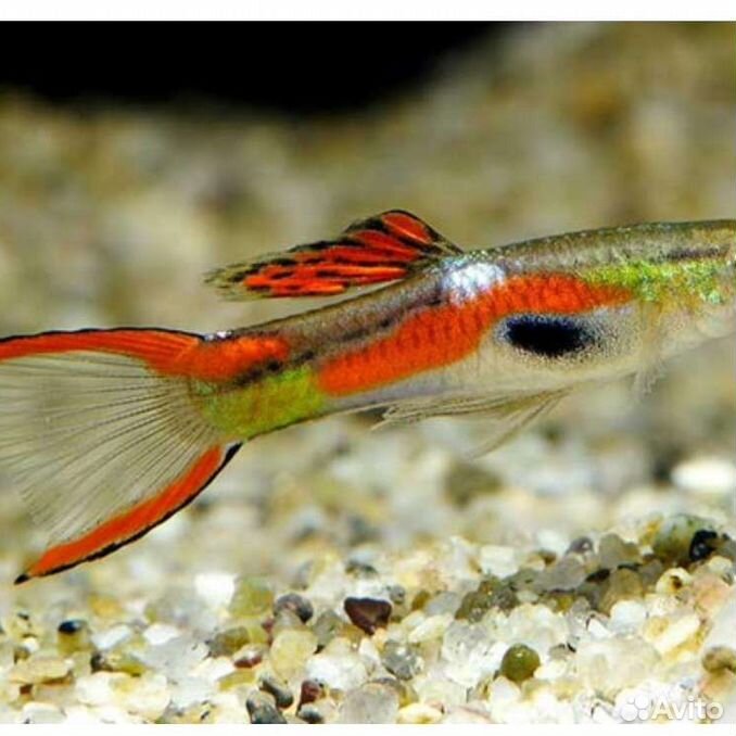 Аквариумные рыбки гуппи эндлера красный неон