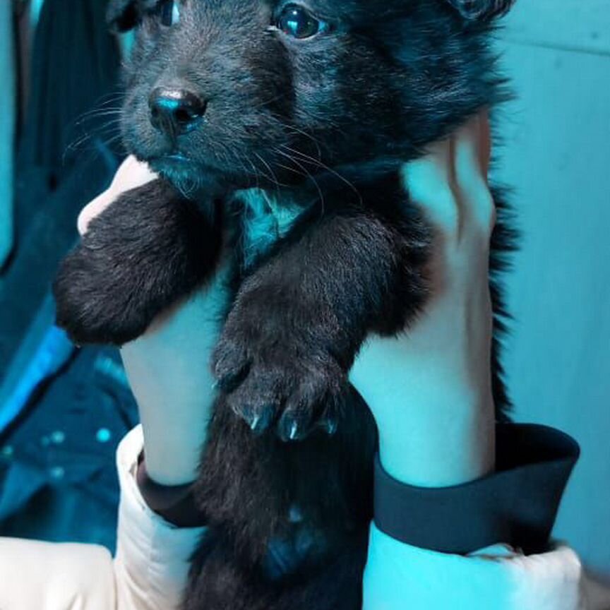 Щенки в добрые бесплатно