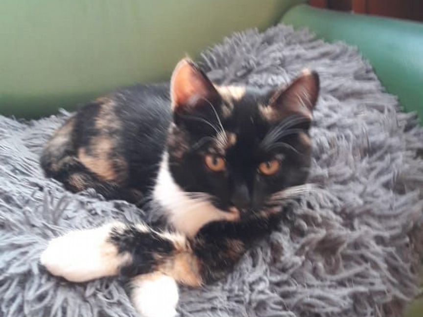 Кошки в добрые руки бесплатно