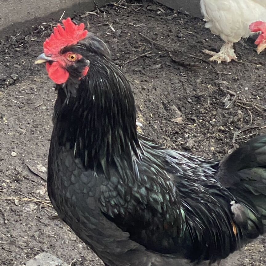 Молодые петухи