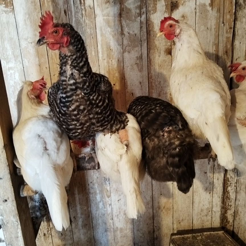 Куры молодки несушки