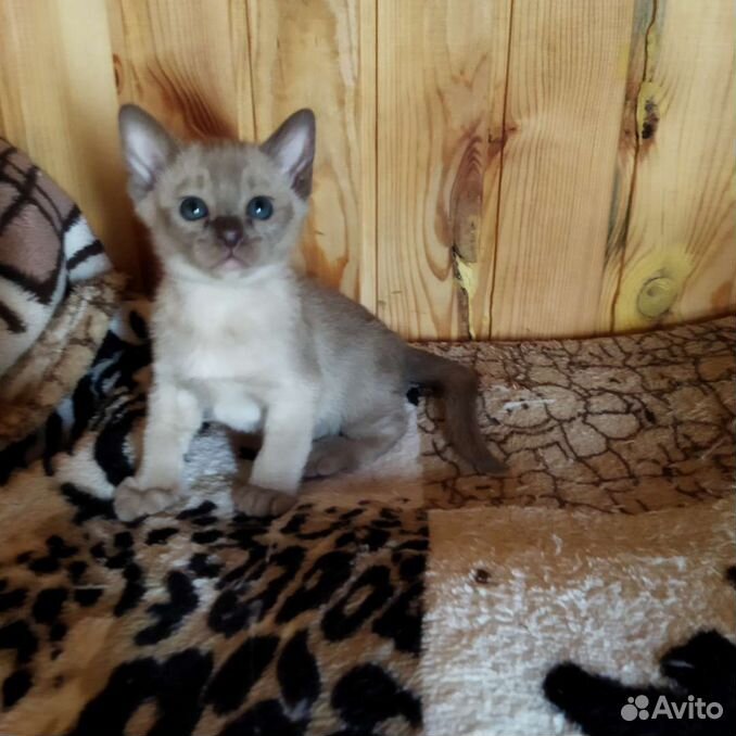 Малыши Европейской Бурмы