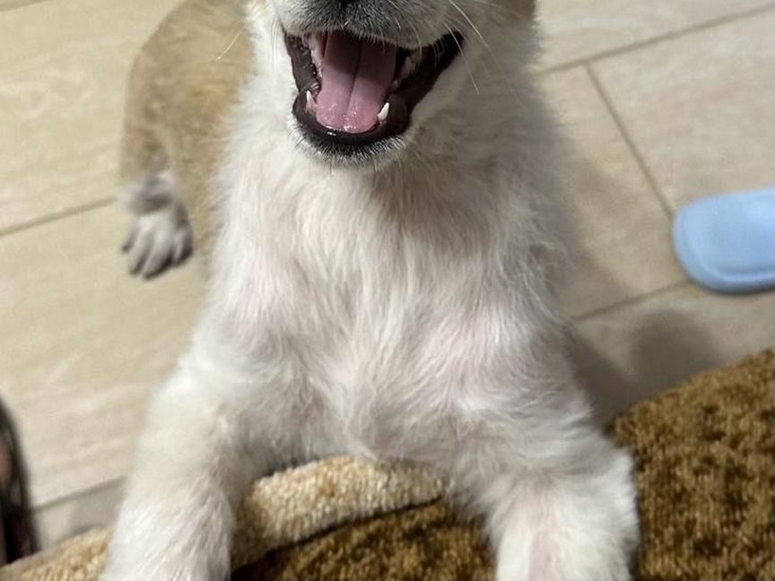 Собака в добрые руки отдам бесплатно