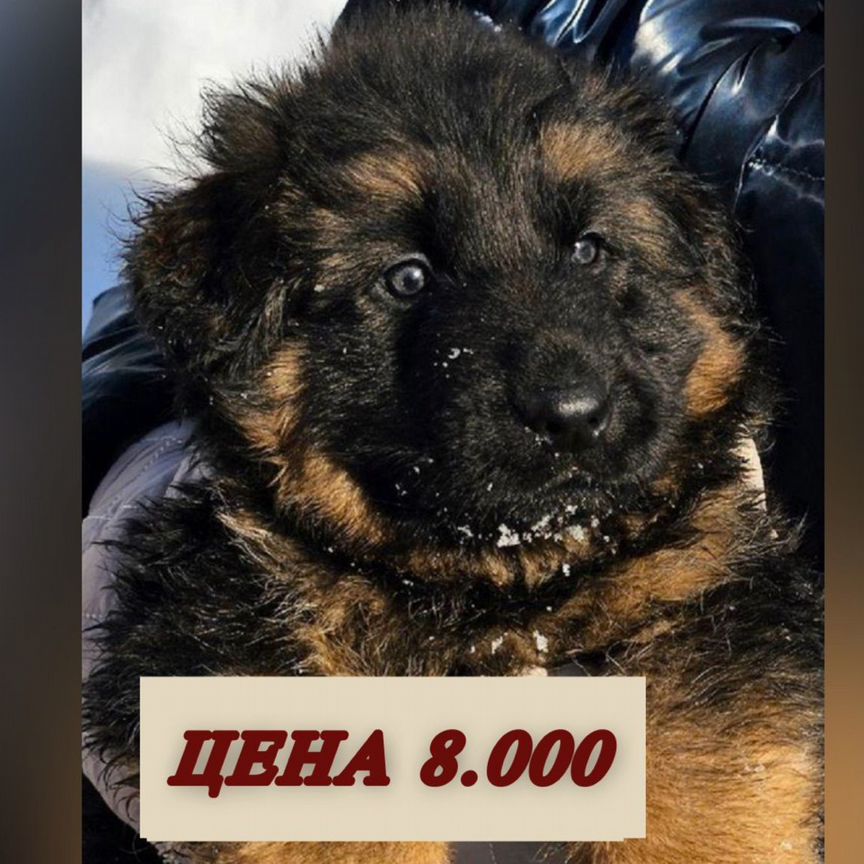 Немецкая овчарка, щенок