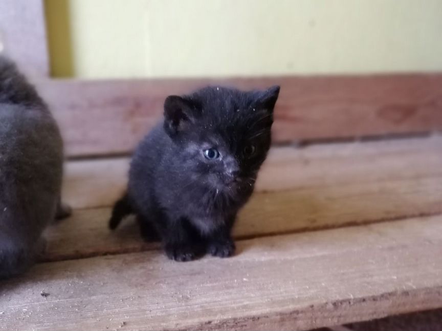 Котята от кошки мышеловки