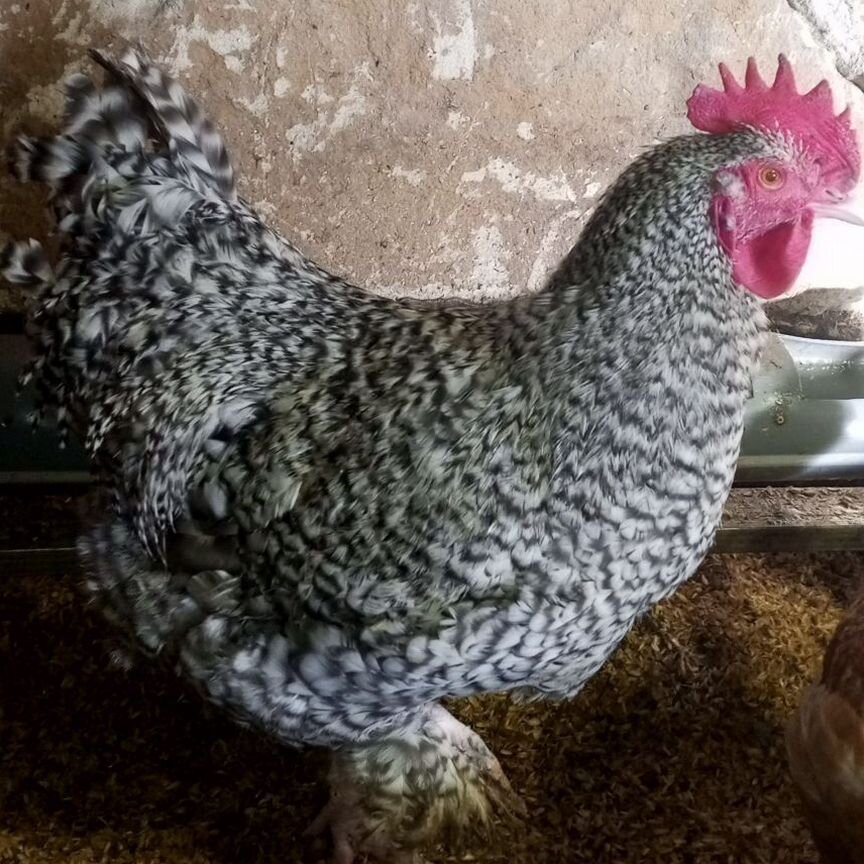 Молодые петухи мехеленской породы