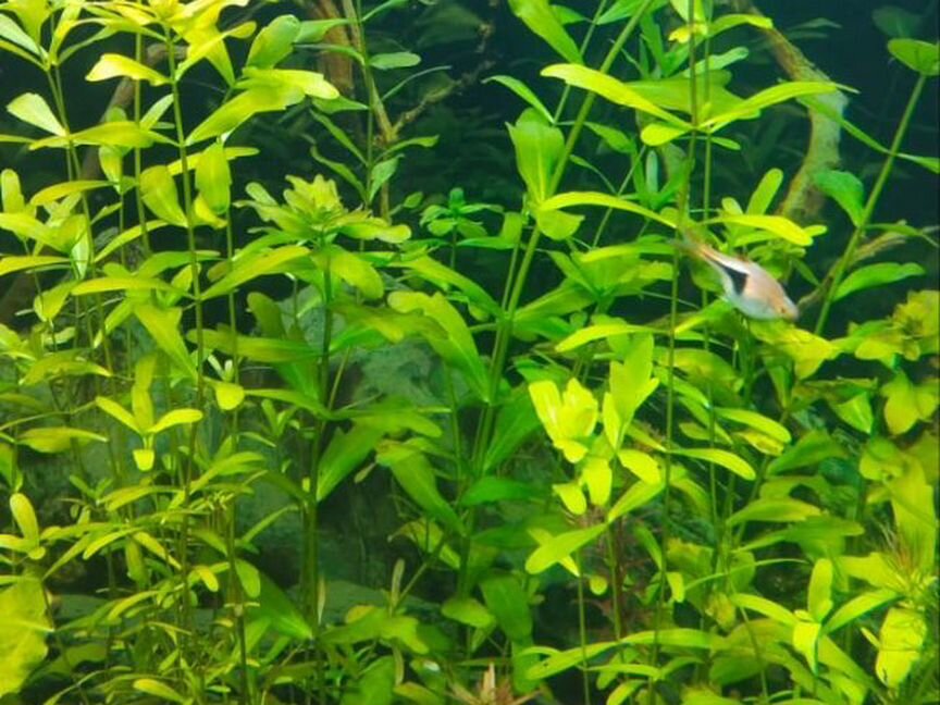 Аквариумные растения, прополка