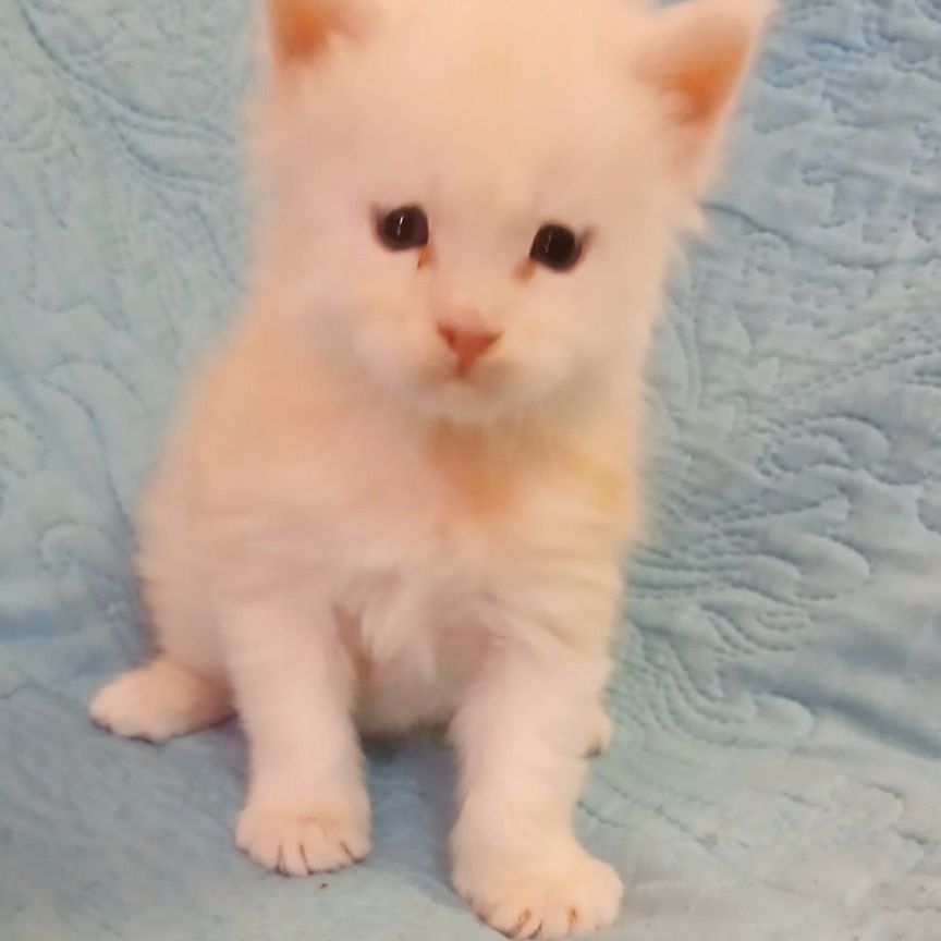 Котята мейн-кун