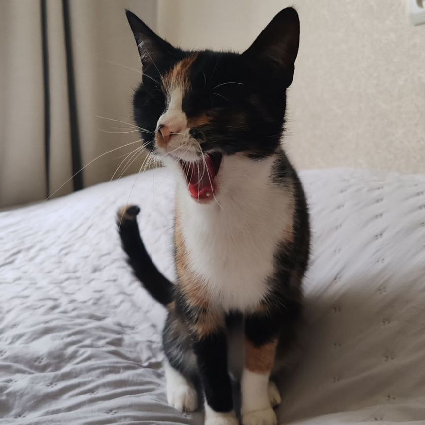 Отдаём кошечку