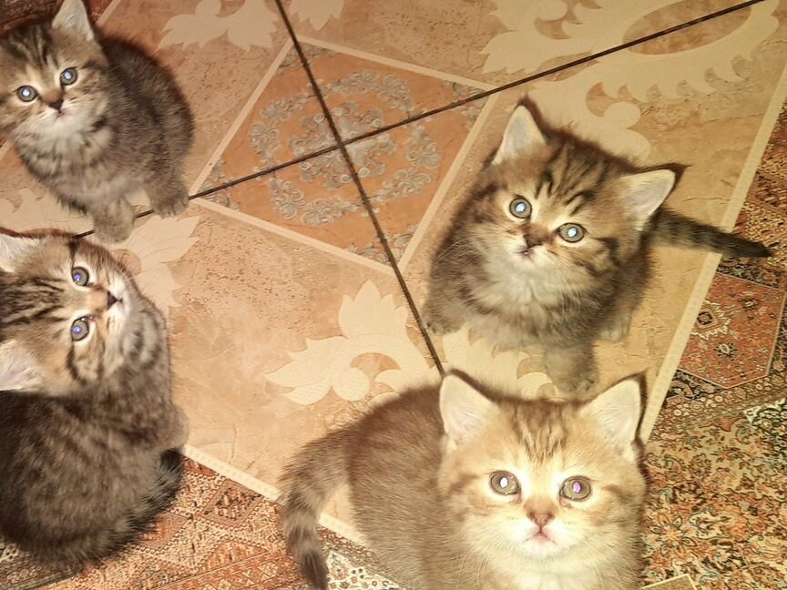 Британские котейки