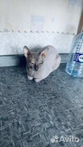 Донской сфинкс