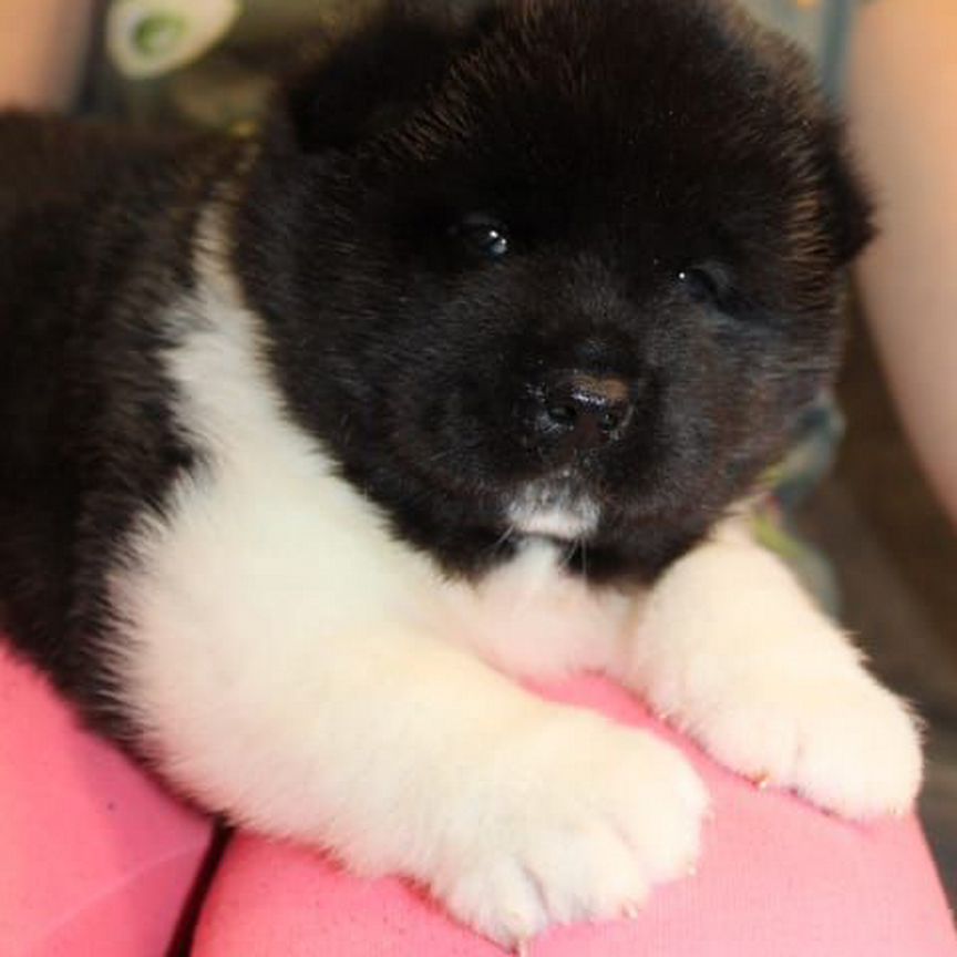 Толстолапая красотка американская акита