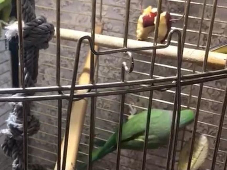 Попугаи Ожереловые Семья мама папа и детки