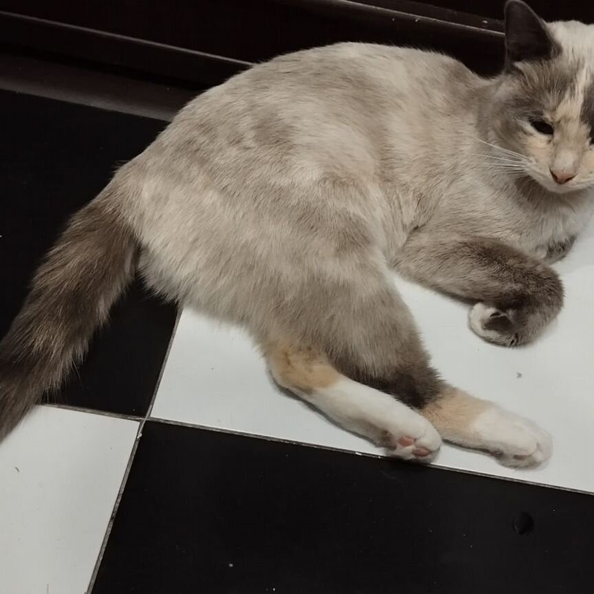 Кошечка