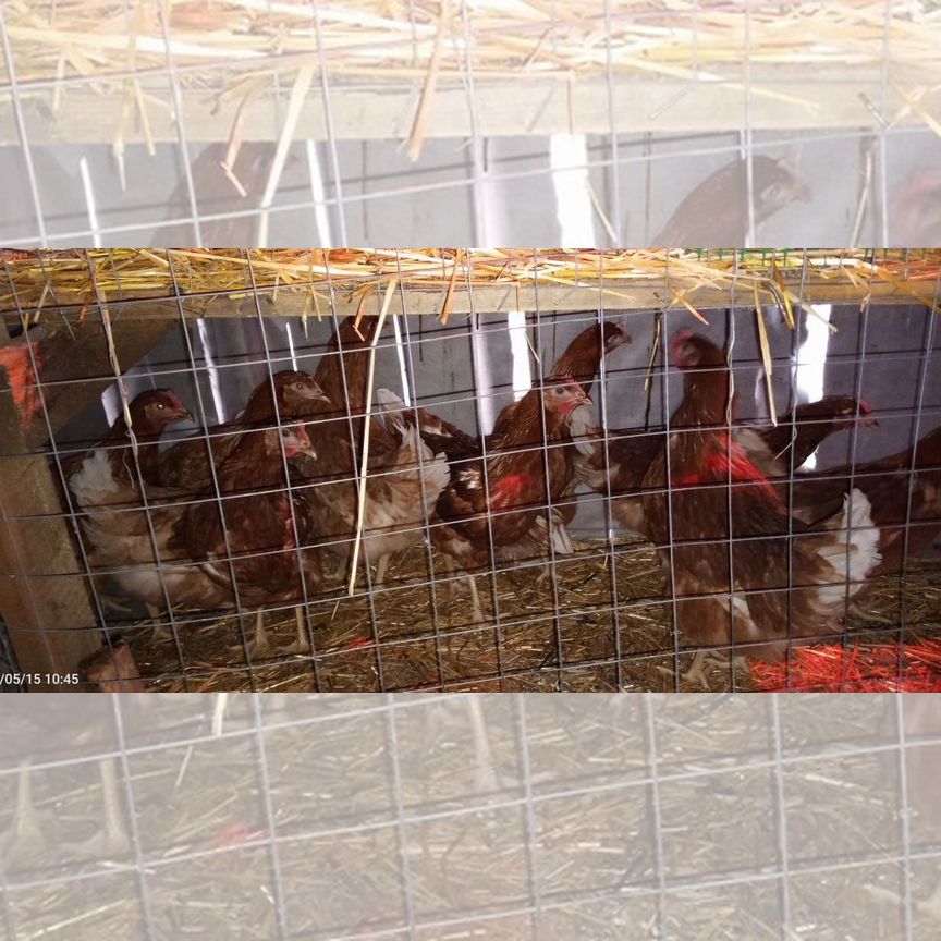 Куры несушка