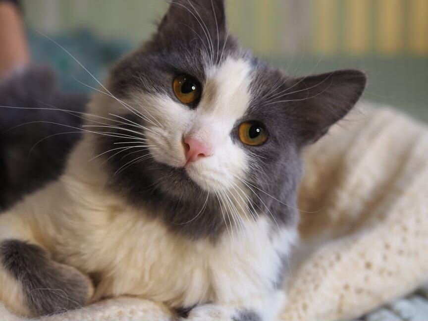 Няшный котик Марсик с забавной мордочкой