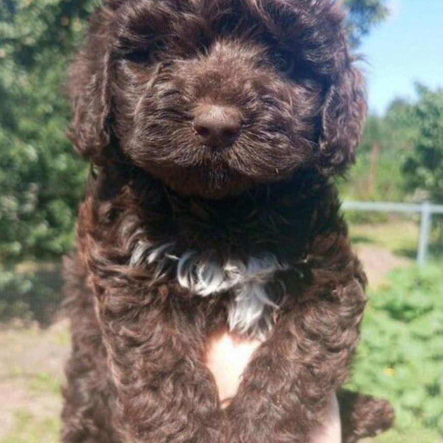 Мальчик кокапу