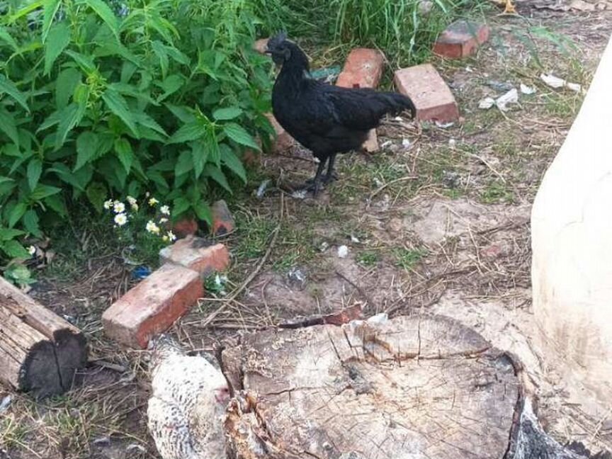 Петушки ухей илюй