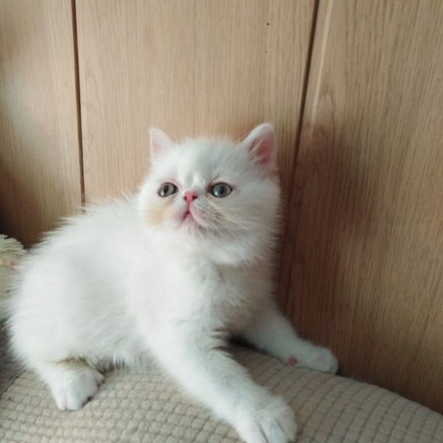 Экзотический котенок 2 мес отдам в добрые руки