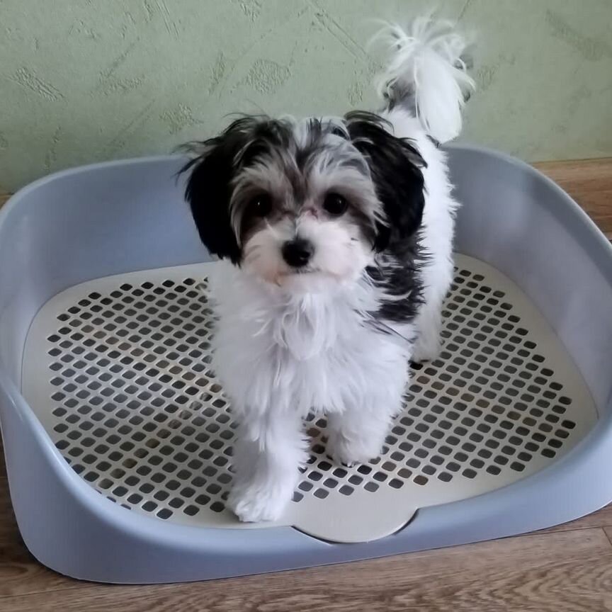 Лоток для маленьких животных