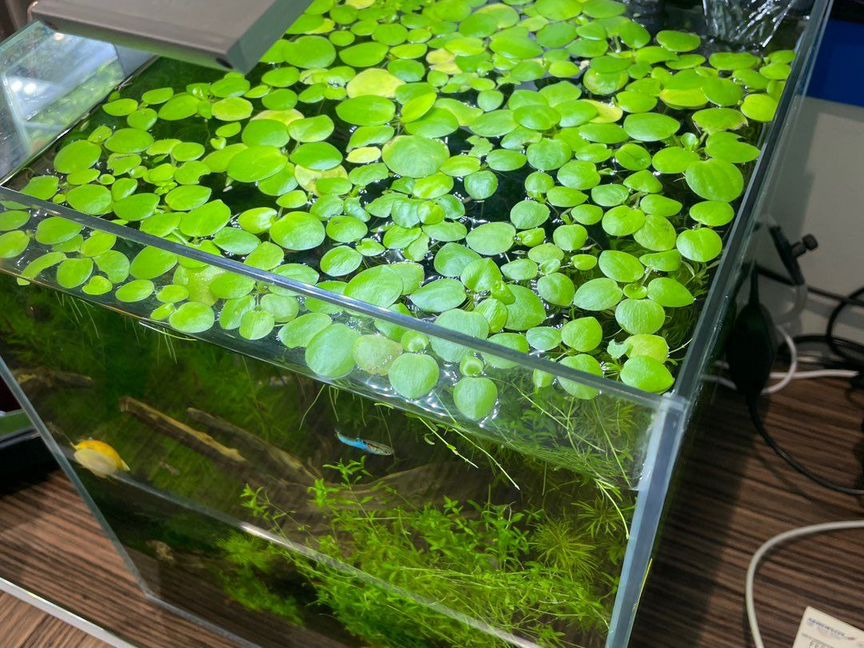 Верхоплавка Пистия