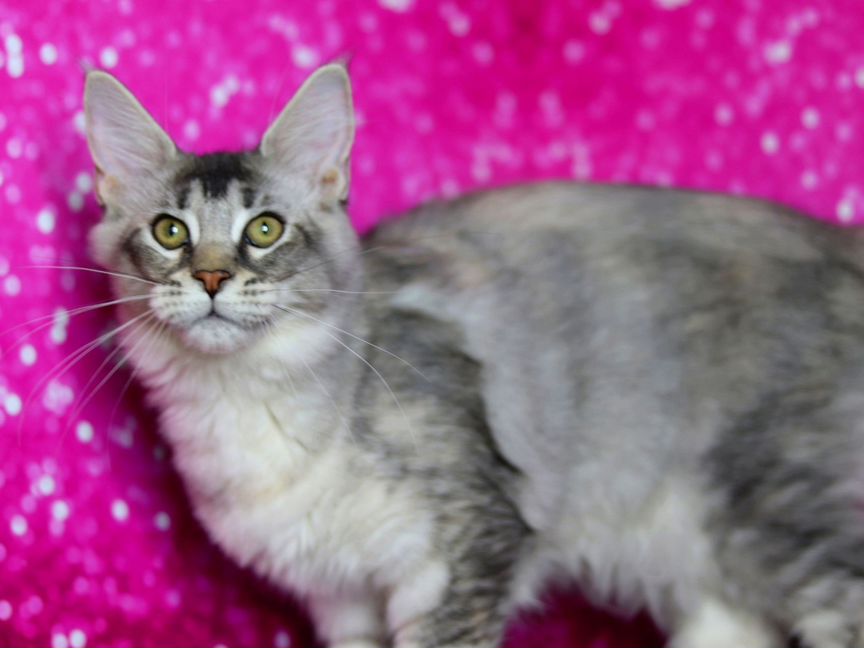 Мейн-кун, 3.5 мес шикарный котенок,питомник