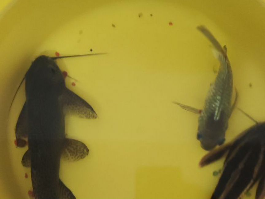 Отдам 5 цихлид и 2 сома. Лопнул аквариум